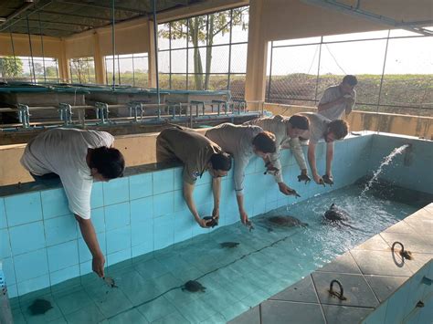 Wcs បំបែកអណ្តើកហ្លួងទៅចិញ្ចឹមនៅកន្លែងផ្សេងគ្នា ដើម្បីឱ្យការការពារ