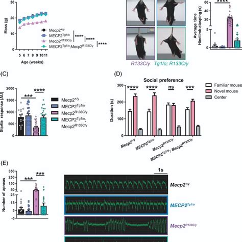 wild‐type wt mecp2 corrects abnormal behaviors observed in
