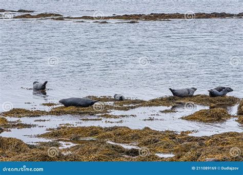 Harbour Seals Enjoying Summer On Iceland Stock Image Image Of Common
