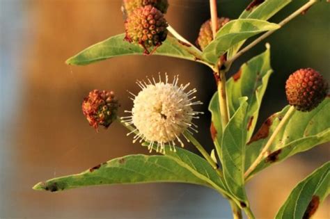 26 Best Plants For A Bog Garden