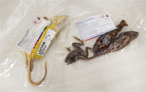 Biology Dissection Specimen Replacement Set Bju Press