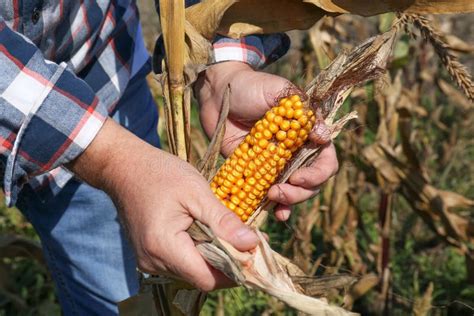 Man Picking Delicious Ripe Corn In Field Closeup Stock Image Image Of Agriculture Middle