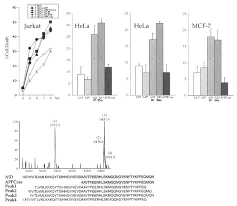 Continued C Disruption Of The Caspase Cleavage Site Within The Download Scientific Diagram