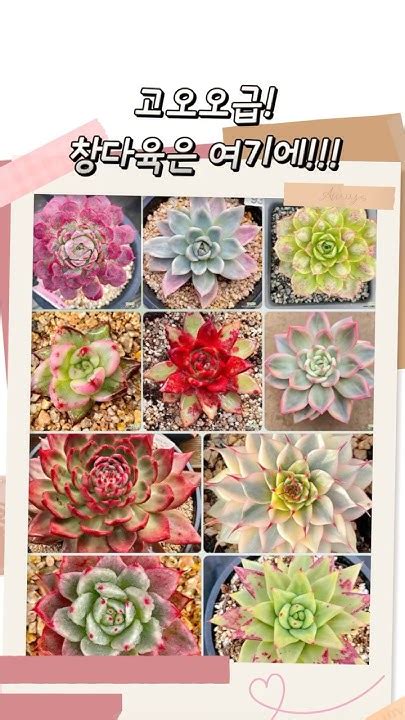 창다육 창다육이 물든다육 금다육 금다육이 예쁜다육 희귀식물 희귀다육 인기다육 다육이 다육식물 다육화분 다육 Succulent 다육이라이브 실내