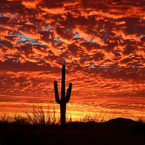 Free Desert Sunset Silhouette Image Sunset Desert Cactus Download