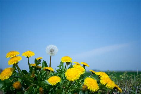 17 민들레꽃 네이버 포스트