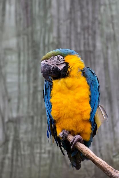 Premium Photo Blueandyellow Macaw On The Tree