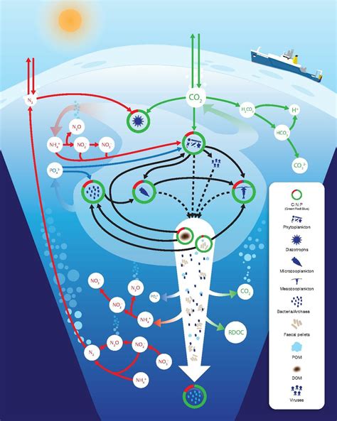 ملف Interactions Between Marine Biogeochemical Carbon Nitrogen And Phosphorus Cycles Pdf المعرفة