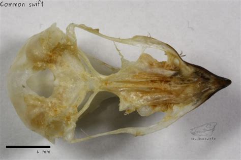Common Swift Male Skull Base