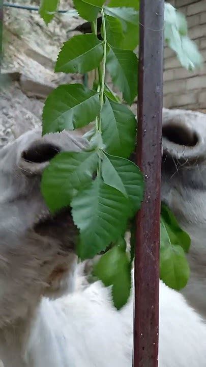 غذا خوردن الاغ ها از نمای نزدیک Youtube