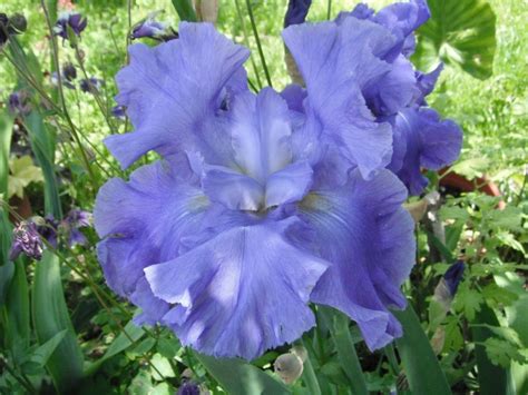 Iris Perunika Hibridna Rizom 60397765