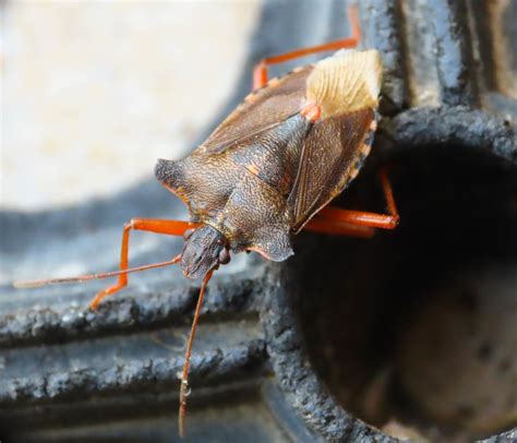Punaise à Pattes Rousses Pentatoma Rufipes Picture Insect