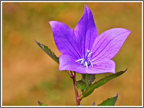 Platycodon Fleurs