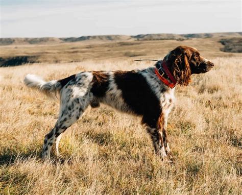 German Longhaired Pointer German Longhaired Pointer Breed Guide