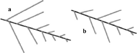 Illustration Of Linear A Versus Nonlinear B Length Patterns In Download Scientific Diagram