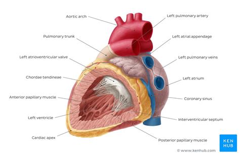 Ventricles Of The Heart Anatomy And Clinical Aspects Kenhub