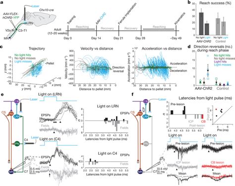 Pn Terminal Photostimulation Perturbs Forelimb Movement Via A Download Scientific Diagram