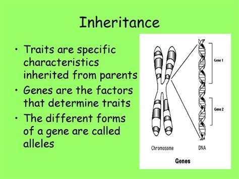 Biology Eoc Highlight Review Ppt Download