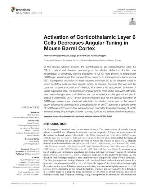 Pdf Activation Of Corticothalamic Layer 6 Cells Decreases Angular Tuning In Mouse Barrel Cortex