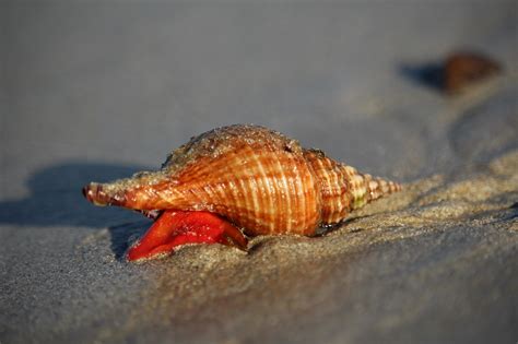 gastropod shell beach free photo on pixabay