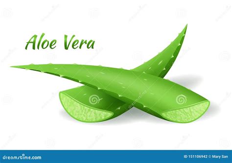 Aloe Vera Cut Leafs Realistic Green Plant Two Aloe Leaves Or Cut