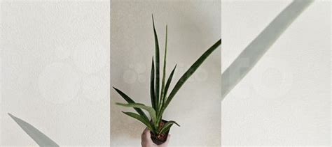 Сансевиерия сортовая купить в Москве Товары для дома и дачи Авито