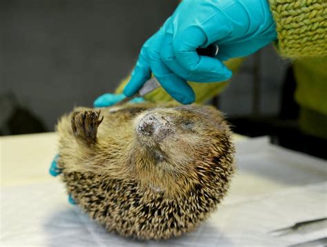 What Denmarks Dead Hedgehogs Tell Us About Their Lives And How We