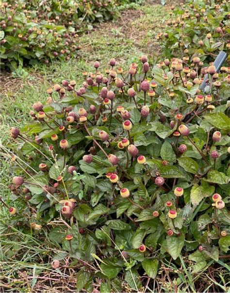 Acmella Oleracea Var Oleracea Plant Download Scientific Diagram