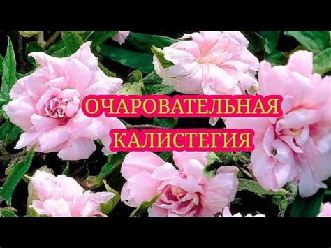 Калистегия махровая: выращивание в саду, посадка и уход, фото