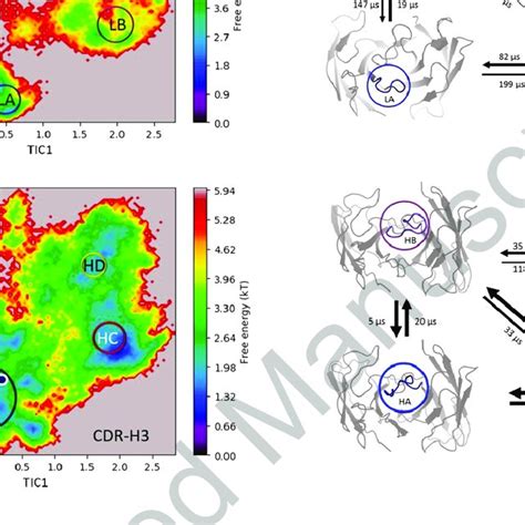 pdf cdr h3 loop ensemble in solution conformational selection upon
