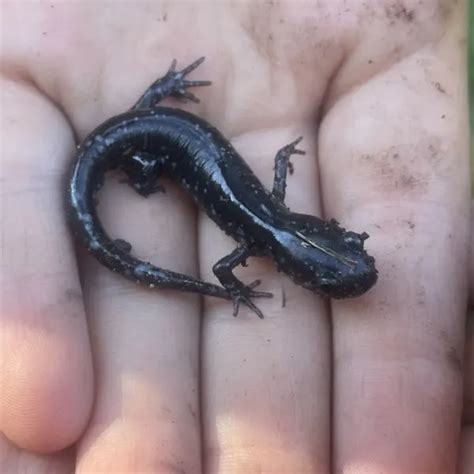 25 Vibrant Salamanders In Ohio