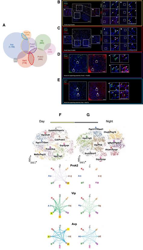 Single‐cell Transcriptomics Of Suprachiasmatic Nuclei Reveal A Prokineticin‐driven Circadian