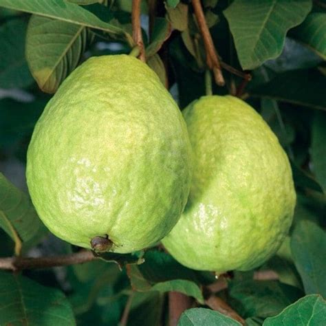 Guava Tree Big Size Blozem