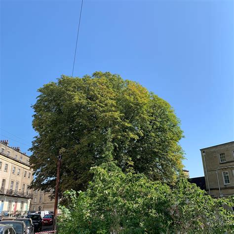 Chestnut Tree Reduction In Bristol Bristol Tree Services