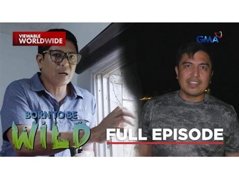 Reticulated Python On The Loose And A Patrol Dog For Sea Turtles Full