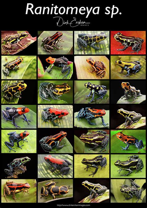 Poison Dart Frog Species From The Genus Ranitomeya Photograph By Dirk