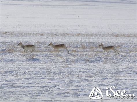 Хар сүүлт зээр хярс агнасан иргэдэд тэнсэн харгалзах ял оноосон шүүхийн шийдвэрийг прокурор
