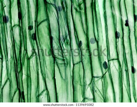 702 Grass Under Microscope Images Stock Photos Vectors Shutterstock