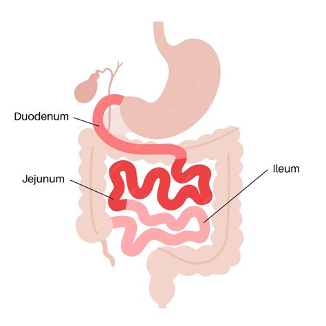 Pôster Anatômico Do Intestino Delgado Duodeno Jejuno E íleo No Corpo