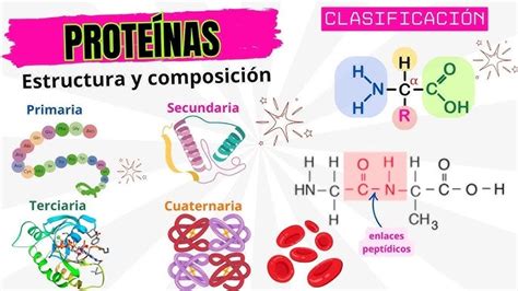 Estructura De La Proteína Aminoácidos