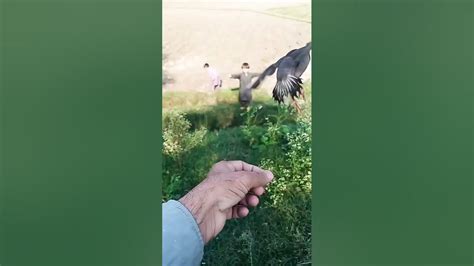 وفادار مینا۔۔۔مینا کی باتیں۔۔سخنگو۔۔لالی۔۔مرغ مینا۔۔پرندے۔۔۔پرندوں اواز۔۔ytshorts سالک پرندہ