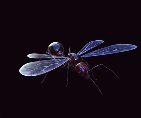 Artstation Download Ant 3d Model Animated Blender 3ds Max