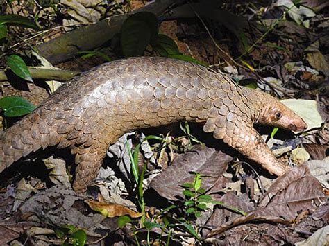 Philippine Pangolin A Philippine Pangolin Was Found In Quezon City