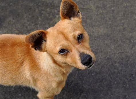 Staph Infection Dogs