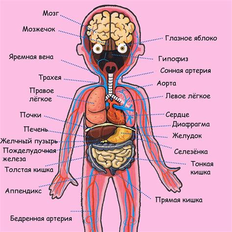 Вчимо з дітьми частини тіла Logoped Olya Metritsaniuk