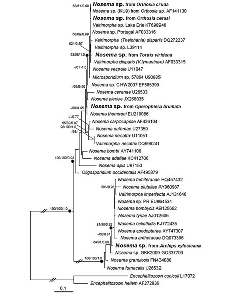A Ssu Rdna Maximum Likelihood Tree Ln 5930399545 Gtr Γ Model
