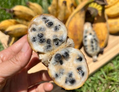 Where Is The Seed Of A Banana Storables