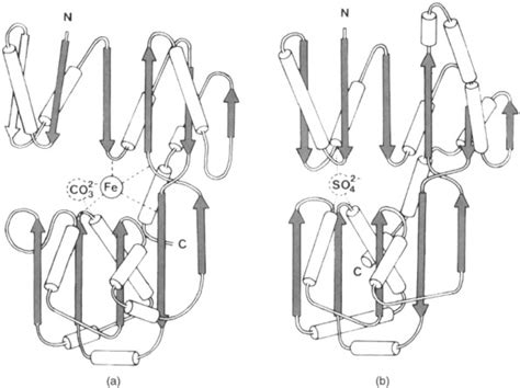 Schematic Representation Of A The N Lobe Of Hlf And B The Sulfate
