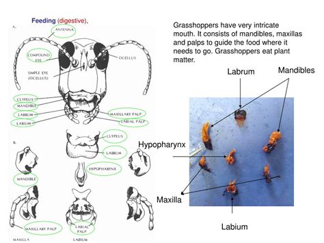 Ppt Grasshopper Dissection Powerpoint Presentation Free Download Id 1901450