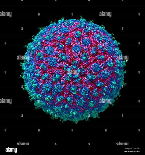 Zika Virus Envelope Molecular Model This Is An Rna Ribonucleic Acid Virus From The